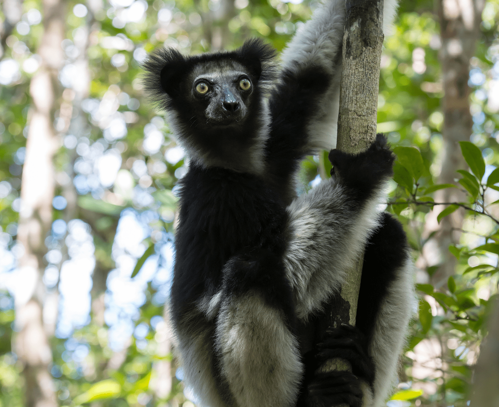 Indri Lemur | Primation